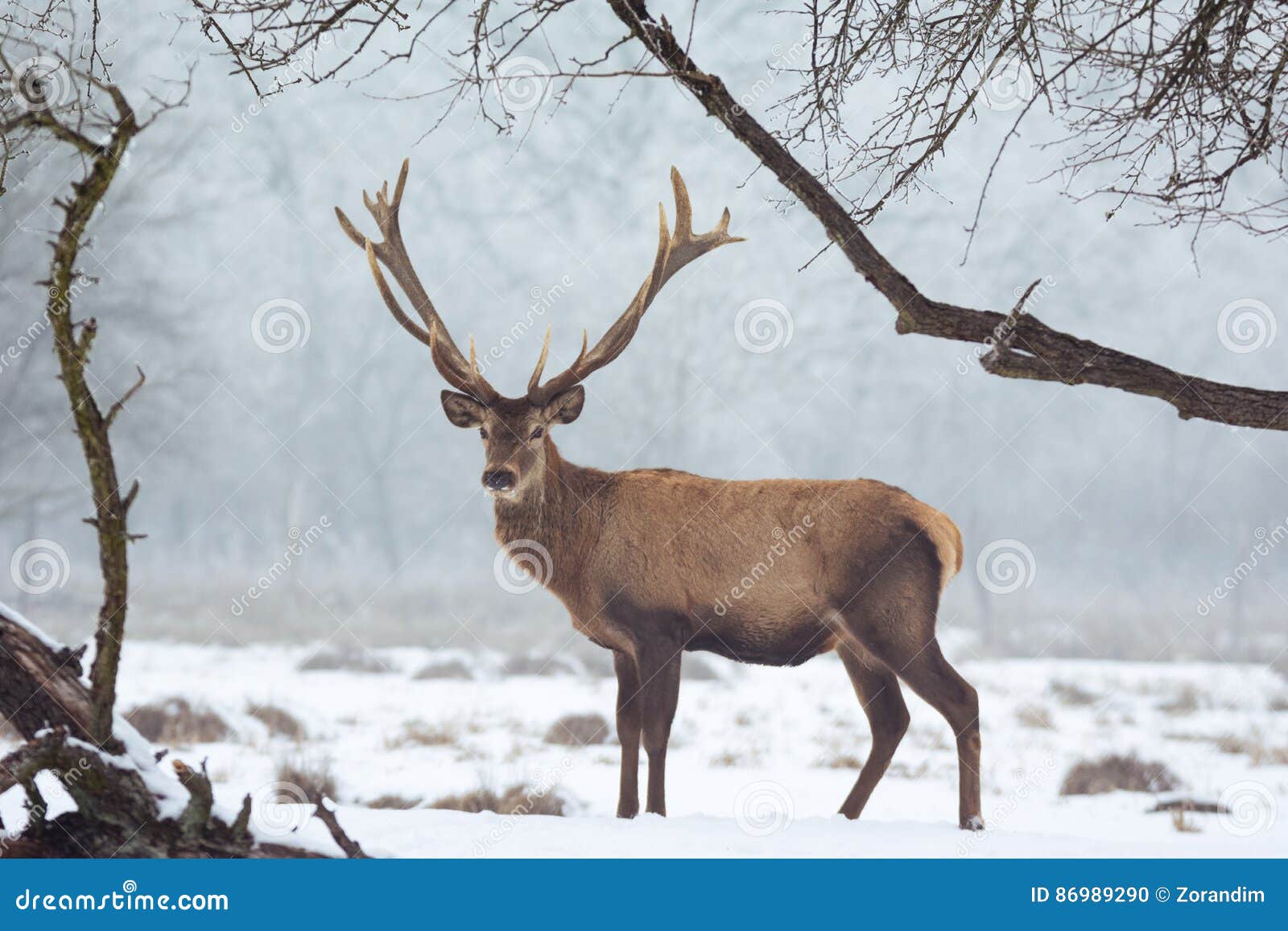 Red deer in winter stock photo. Image of landscape, stag - 86989290