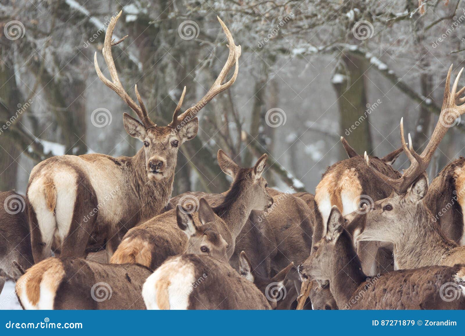 Red deer in winter stock image. Image of mountain, cold - 87271879