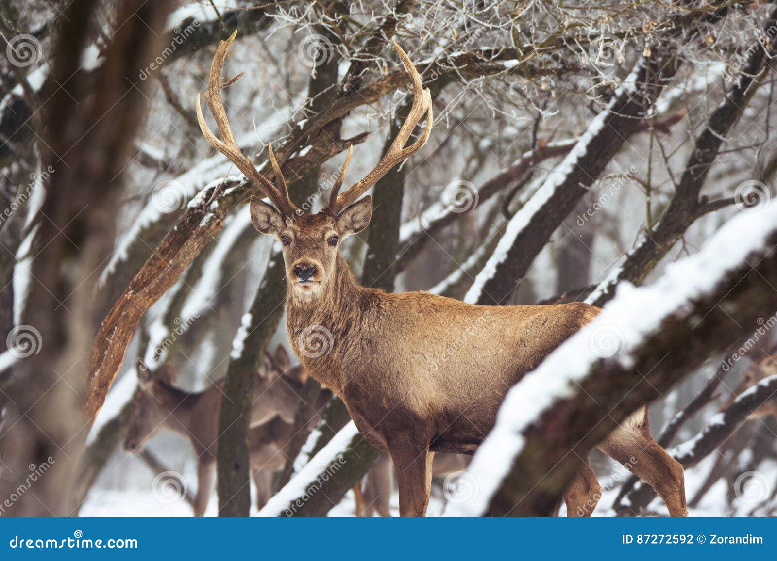Red deer in winter stock photo. Image of season, outdoor - 87272592