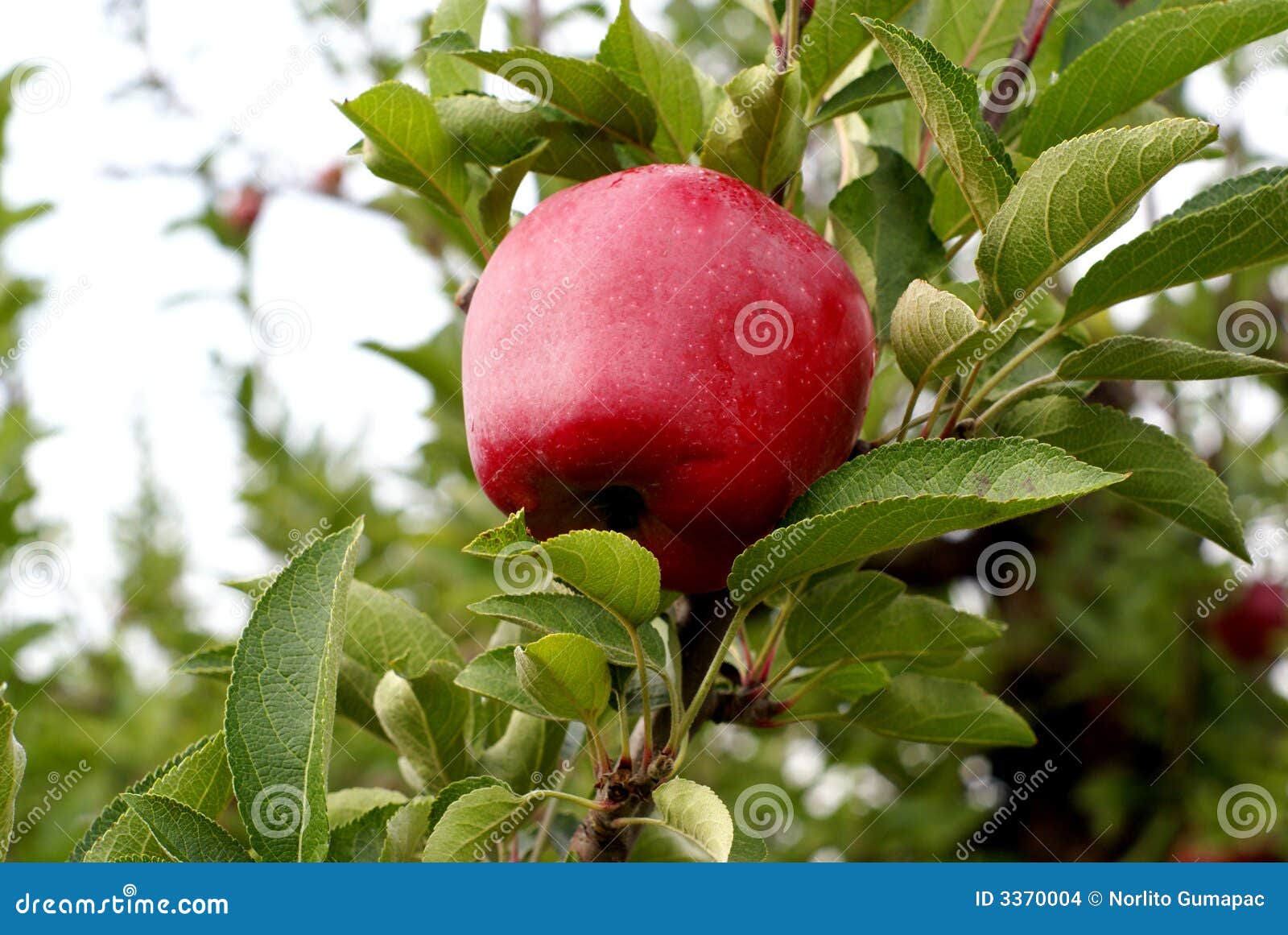 Red delicious apple stock photo. Image of healthy, harvest - 3370004