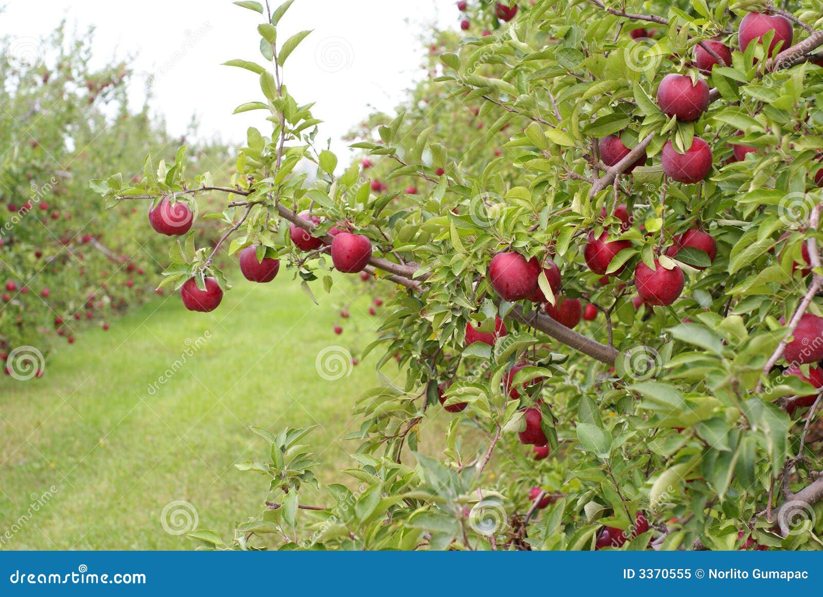 Red delicious apple stock image. Image of nature, nutrition - 3370555