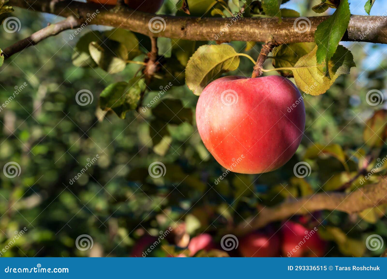 Red Delicious Apple Hanging from a Tree Branch in an Apple Orchard ...