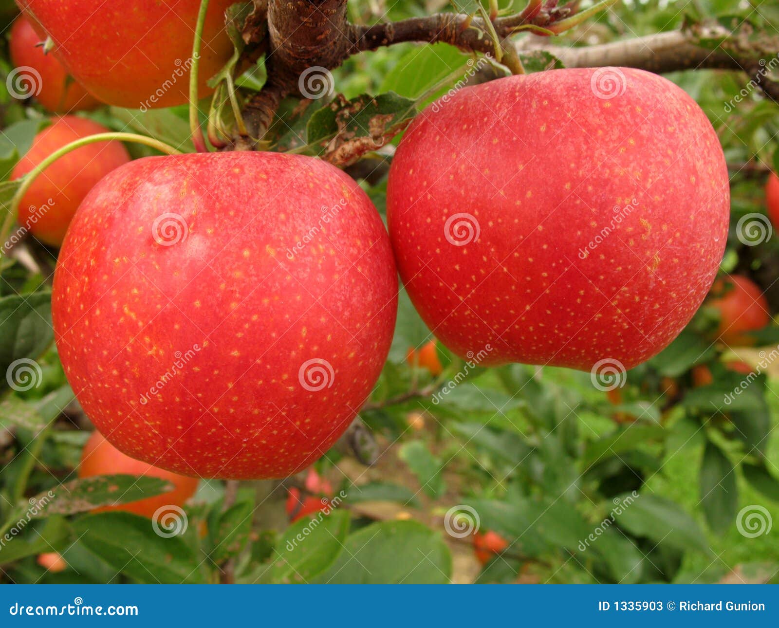 Red Delicious Apples stock image. Image of fruit, tree - 1335903