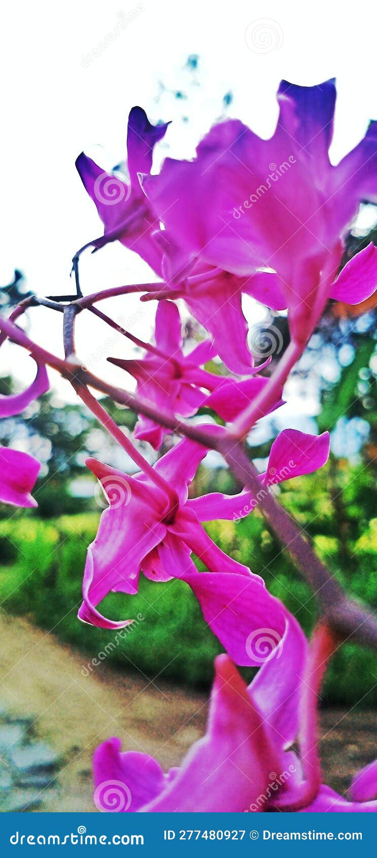 Red Dendrobium Caesar Orchid with the Sun in the Afternoon Stock Image ...