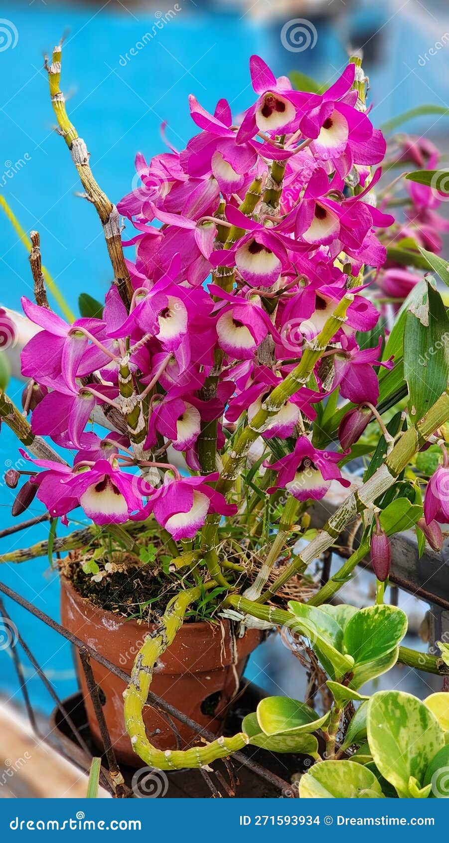 Red Dendrobium Orchid in the Garden Stock Photo - Image of garden ...