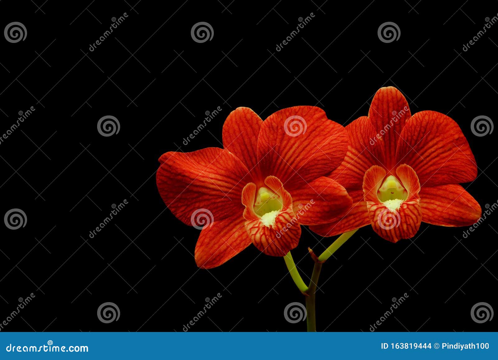 Dendrobium Red Orchids Royalty-Free Stock Photography | CartoonDealer ...