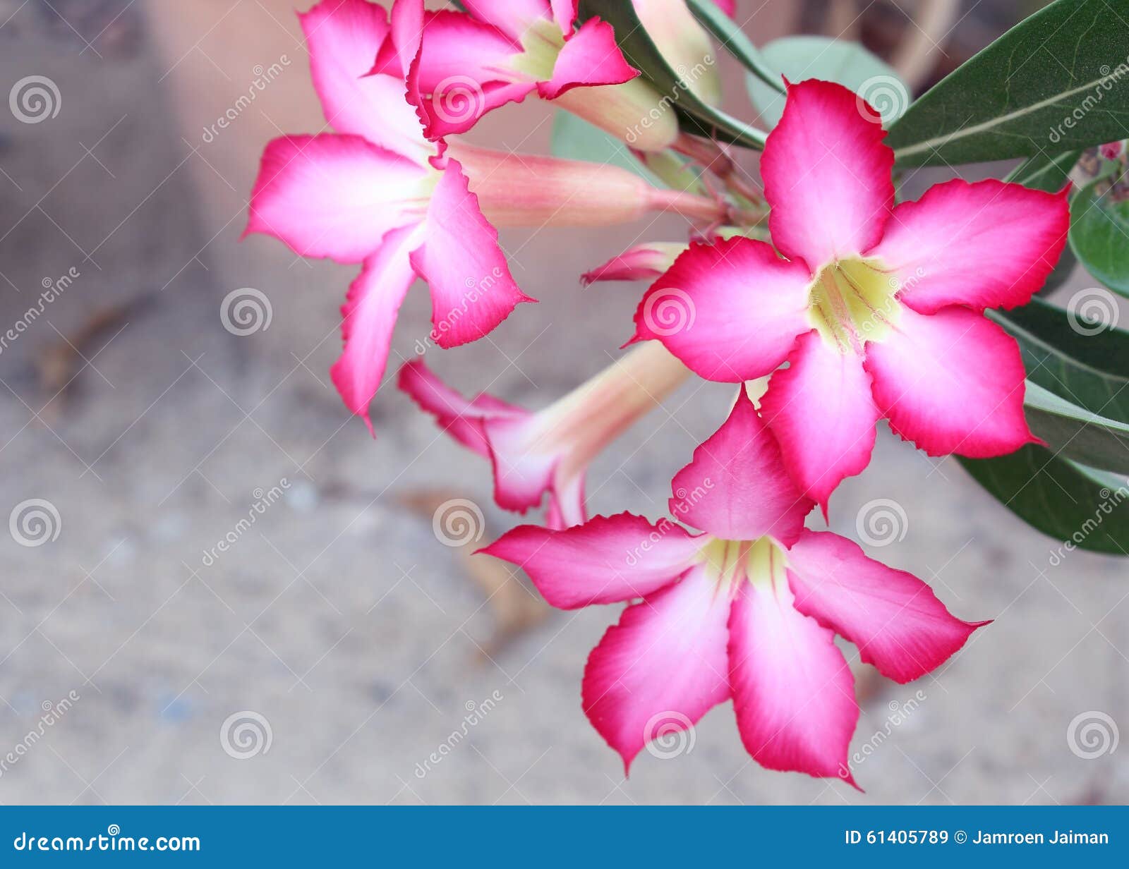 Red Desert Flower, Adenium Obesum Stock Image - Image of gentianales ...
