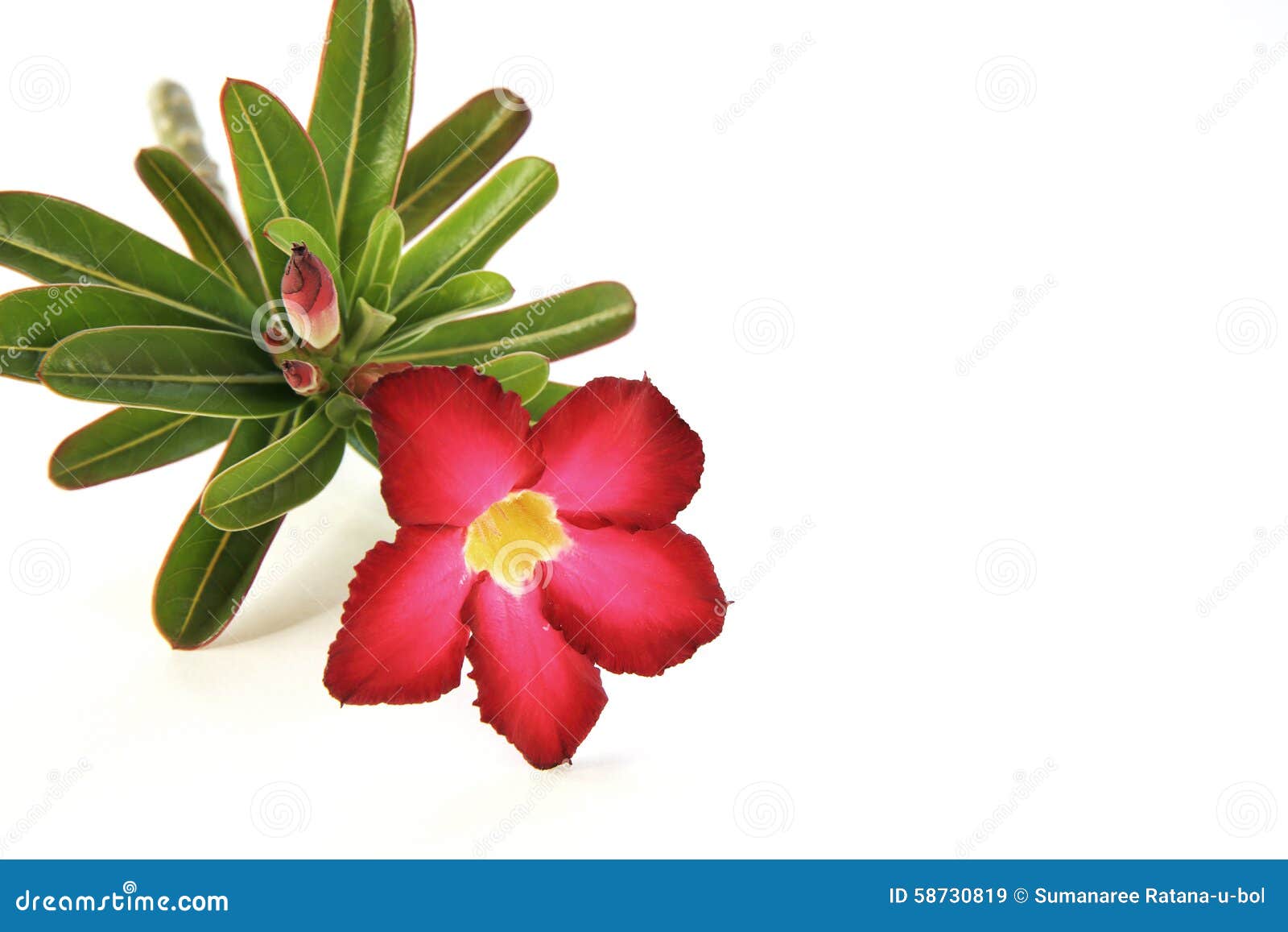 Red Desert Rose stock image. Image of floral, fresh, elegance - 58730819