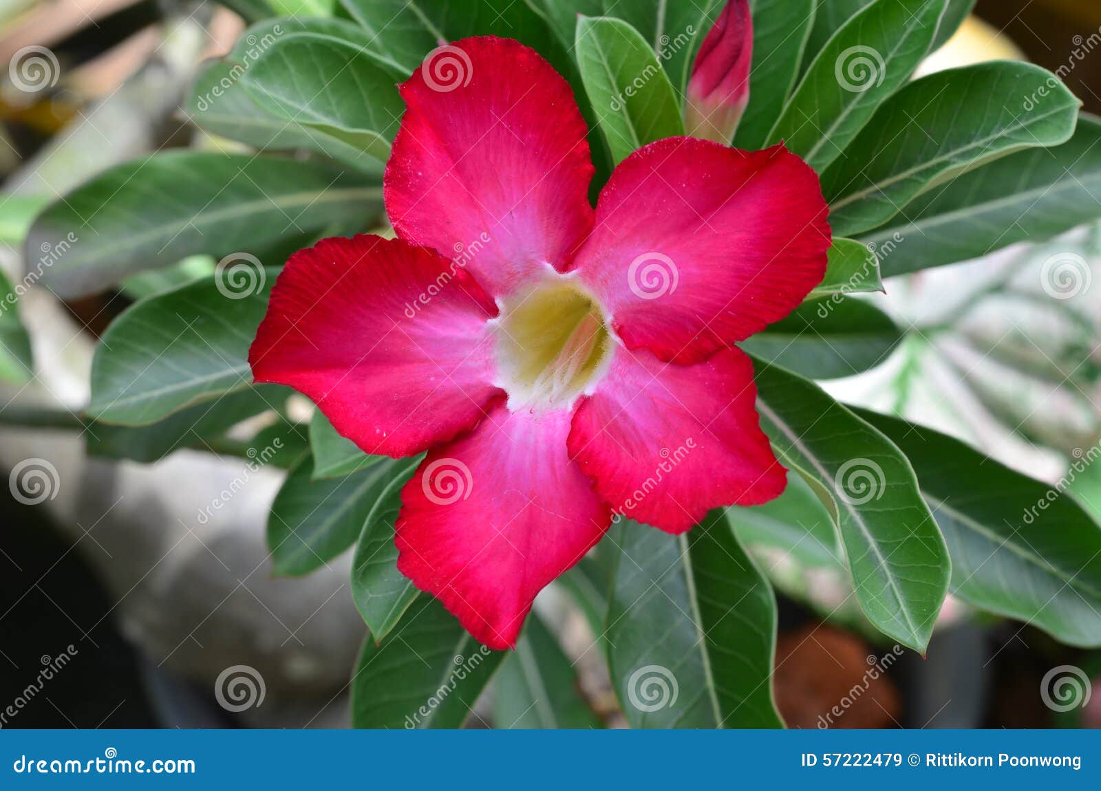 Red Desert rose flowers stock image. Image of botanical - 57222479