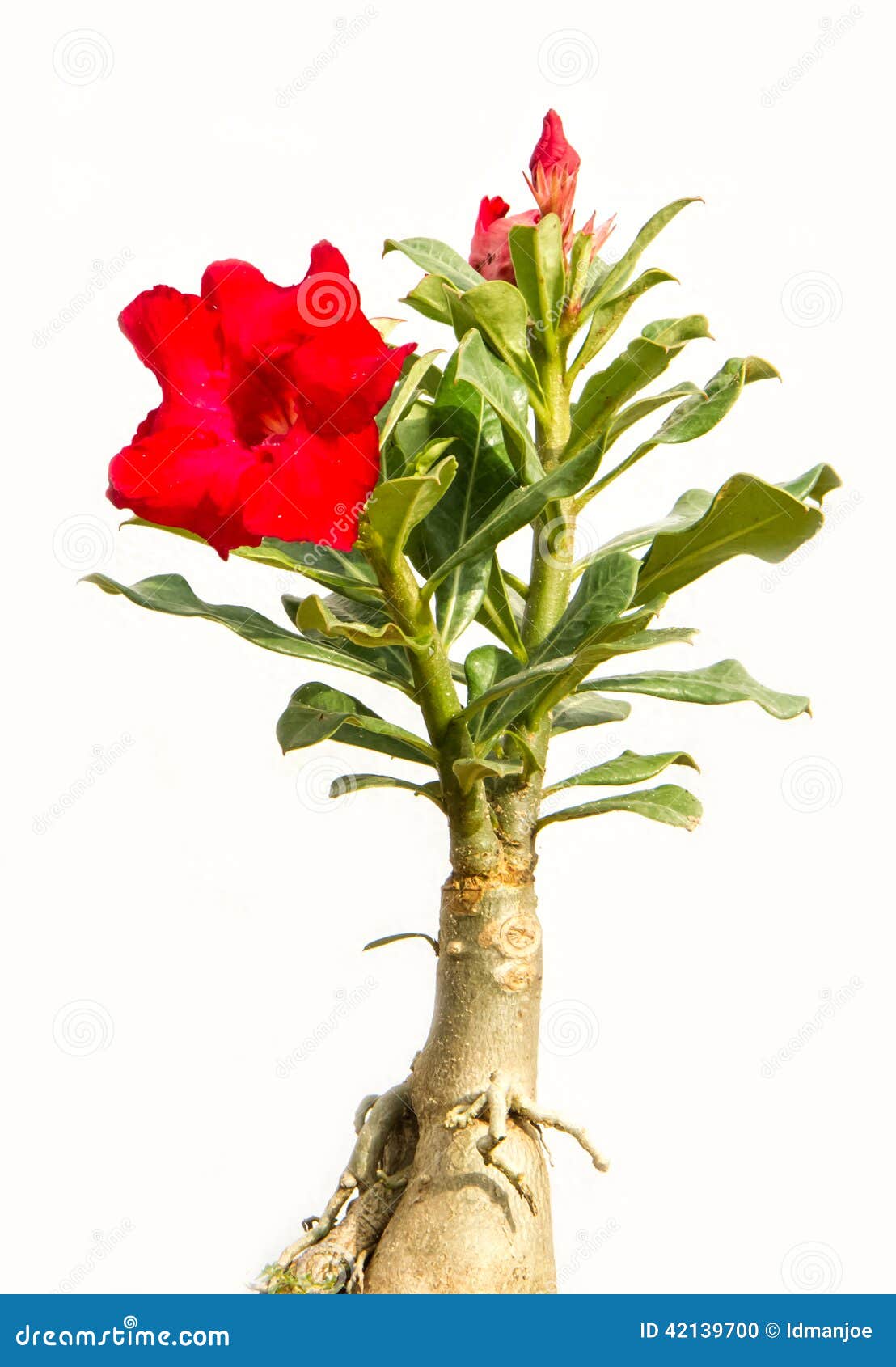 Red desert rose stock photo. Image of beauty, decorative - 42139700