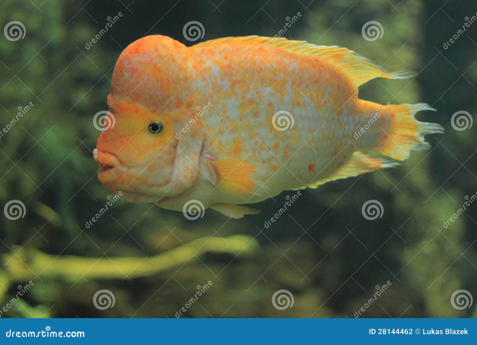 Red devil stock photo. Image of nature, cichlid, labiatus - 28144462