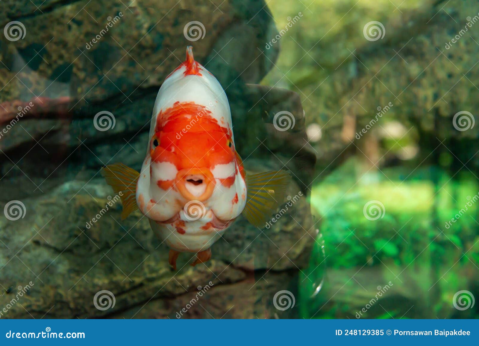 Red devil cichlid stock image. Image of environment - 248129385