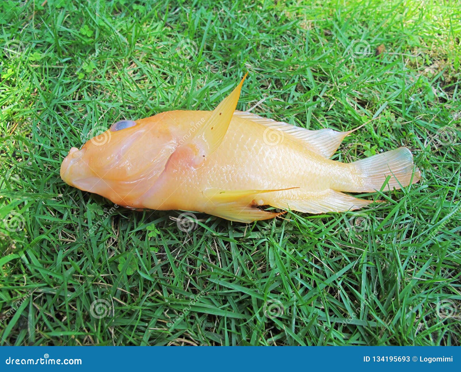 Red Devil Cichlid Fish, Dead Fish on the Grass Stock Image - Image of ...