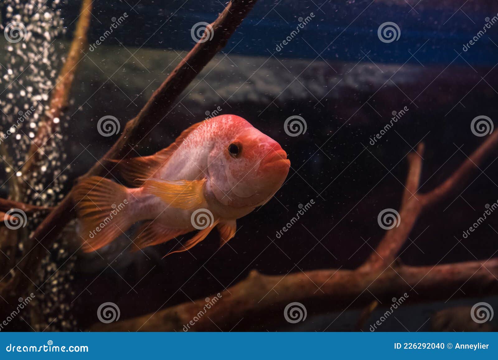 Red devil cichlid stock photo. Image of bubble, cichlid - 226292040