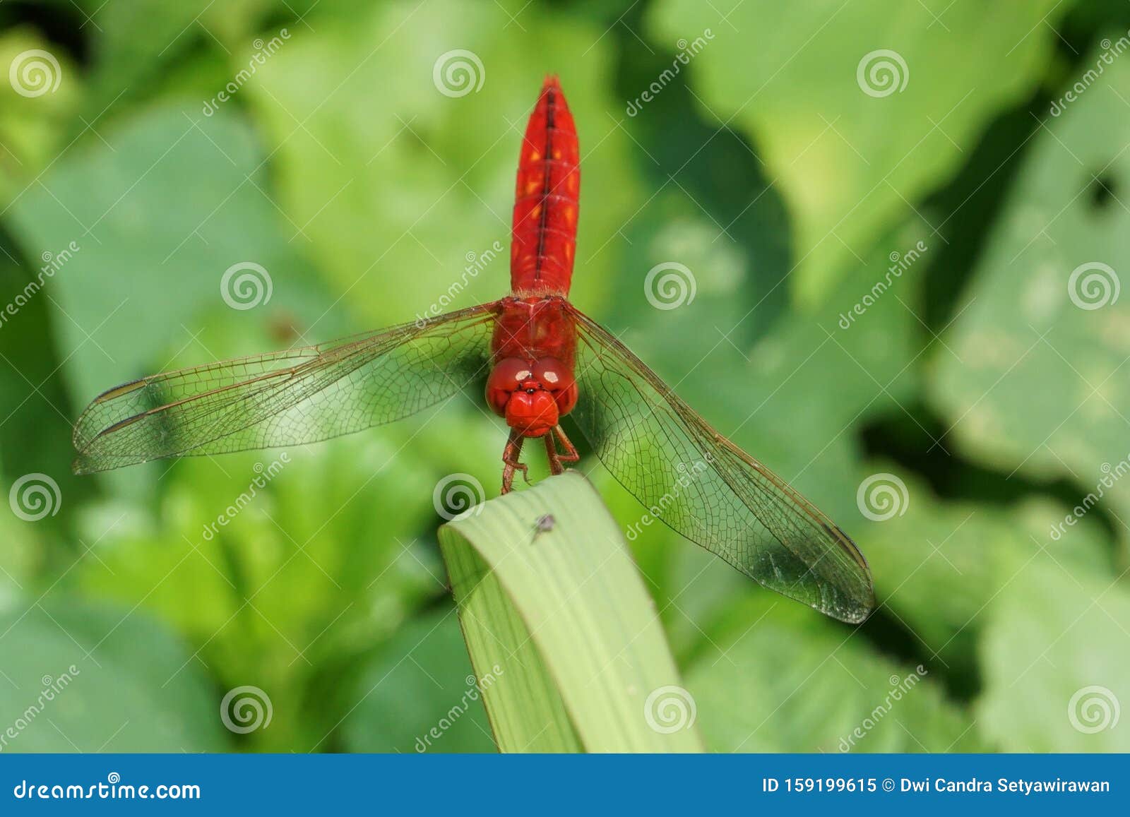 Red devil dragonfly stock image. Image of macro, devil - 159199615