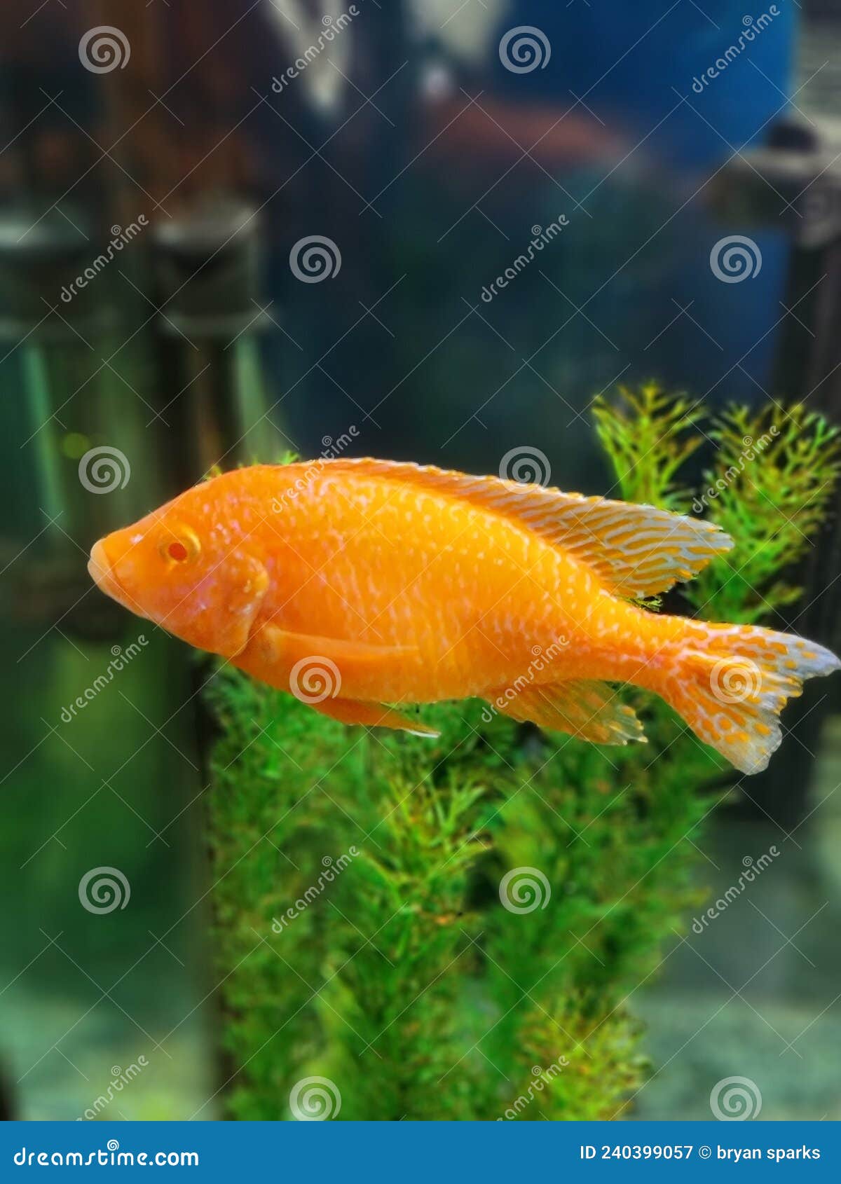Red devil fish stock image. Image of fish, chichlid - 240399057