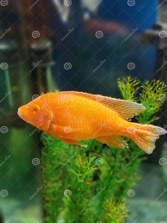 Red devil fish stock image. Image of fish, chichlid - 240399057