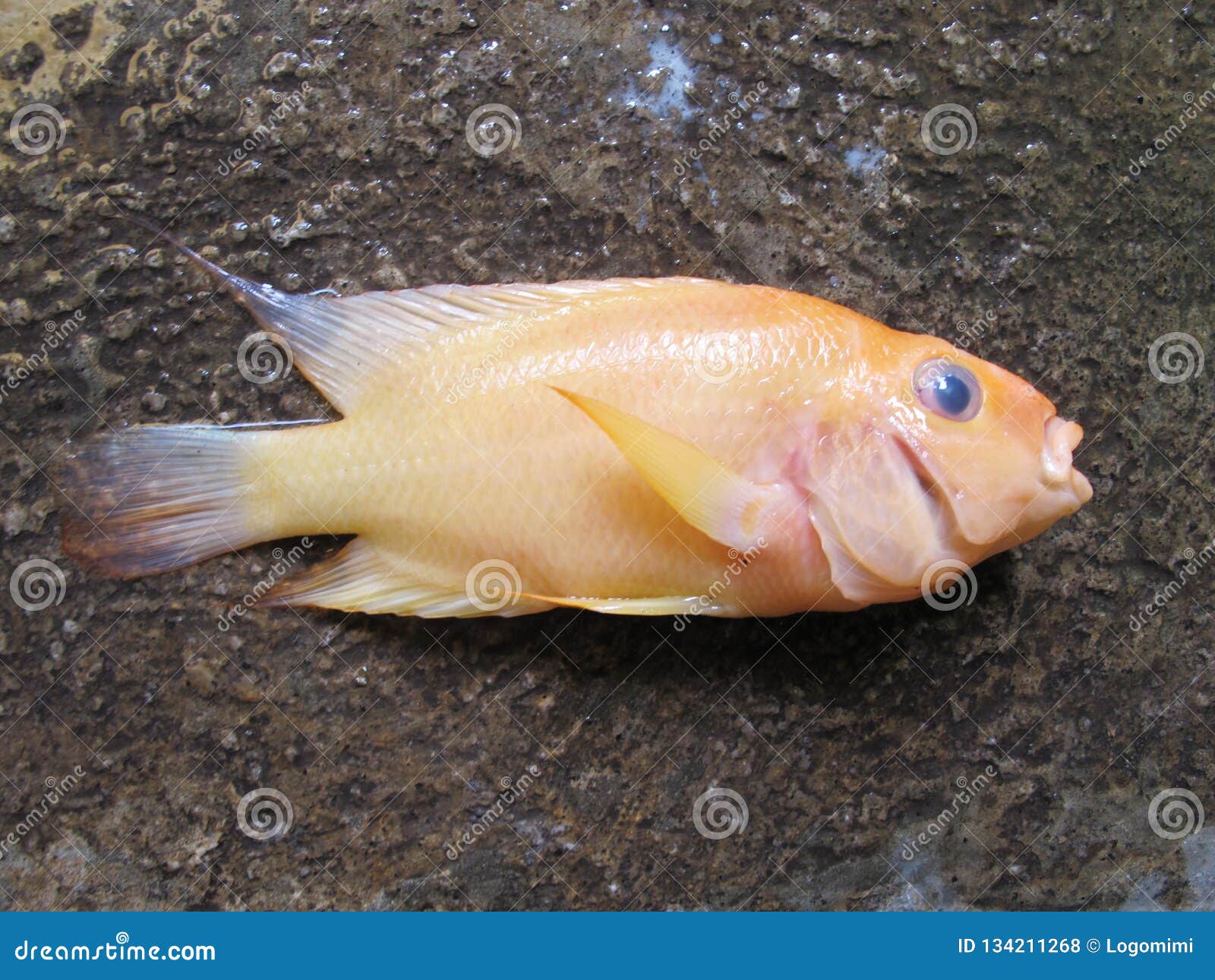 Red Devil Fish Laying on the Ground, Water Pollution Concept Stock ...