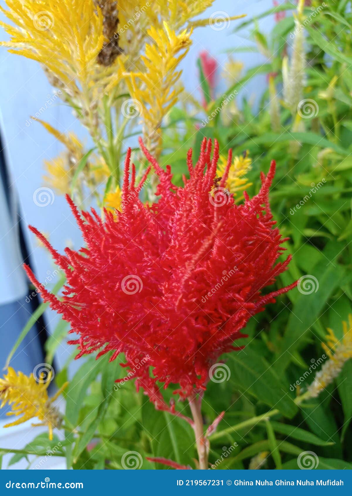 Red devil flower stock image. Image of plant, flower - 219567231