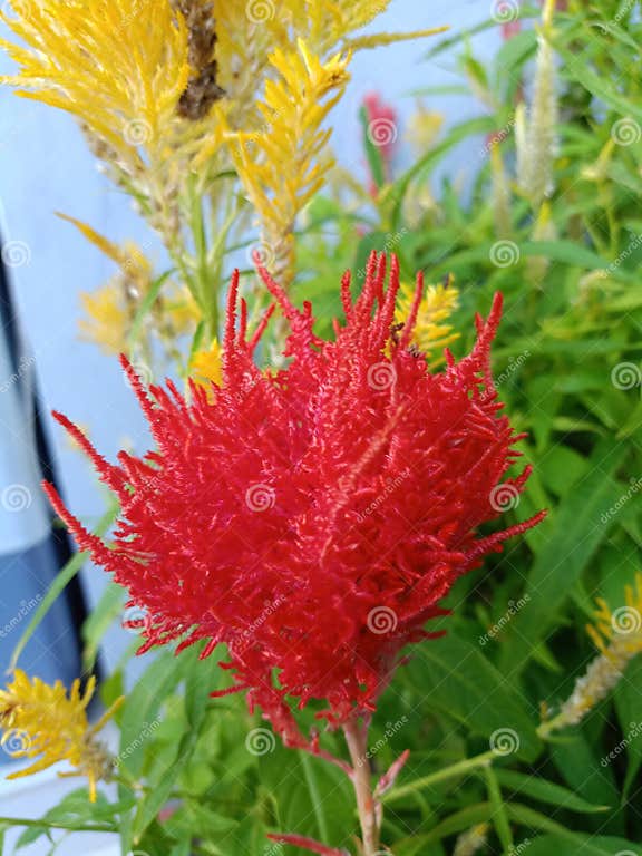 Red devil flower stock image. Image of plant, flower - 219567231