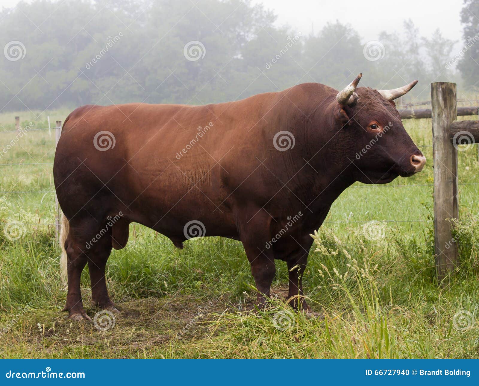 Red Devon Bull stock photo. Image of bull, mammal, massive - 66727940