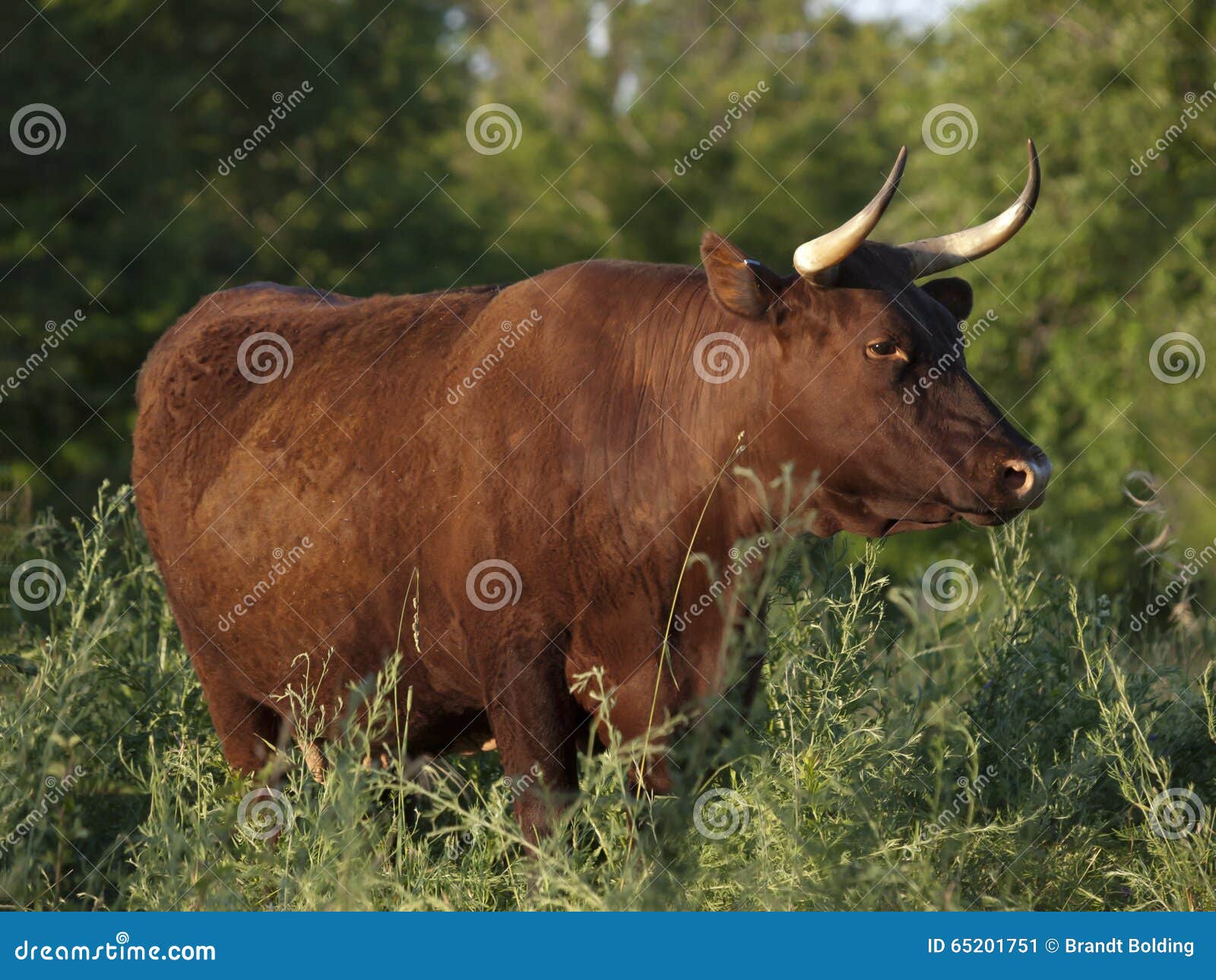 Red Devon Cow stock image. Image of rural, agriculture - 65201751