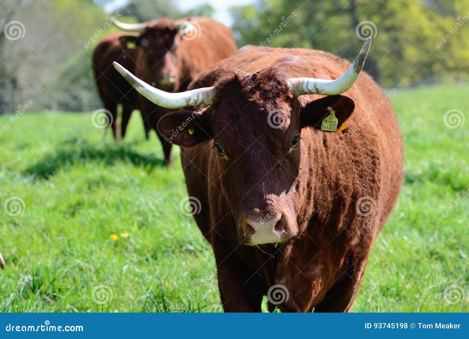 Red Devon cow with horns stock photo. Image of field - 93745198
