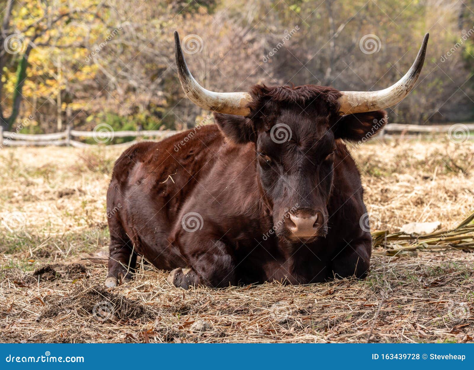 Red Devon Cow Resting in a Field and Staring at the Camera Stock Photo ...