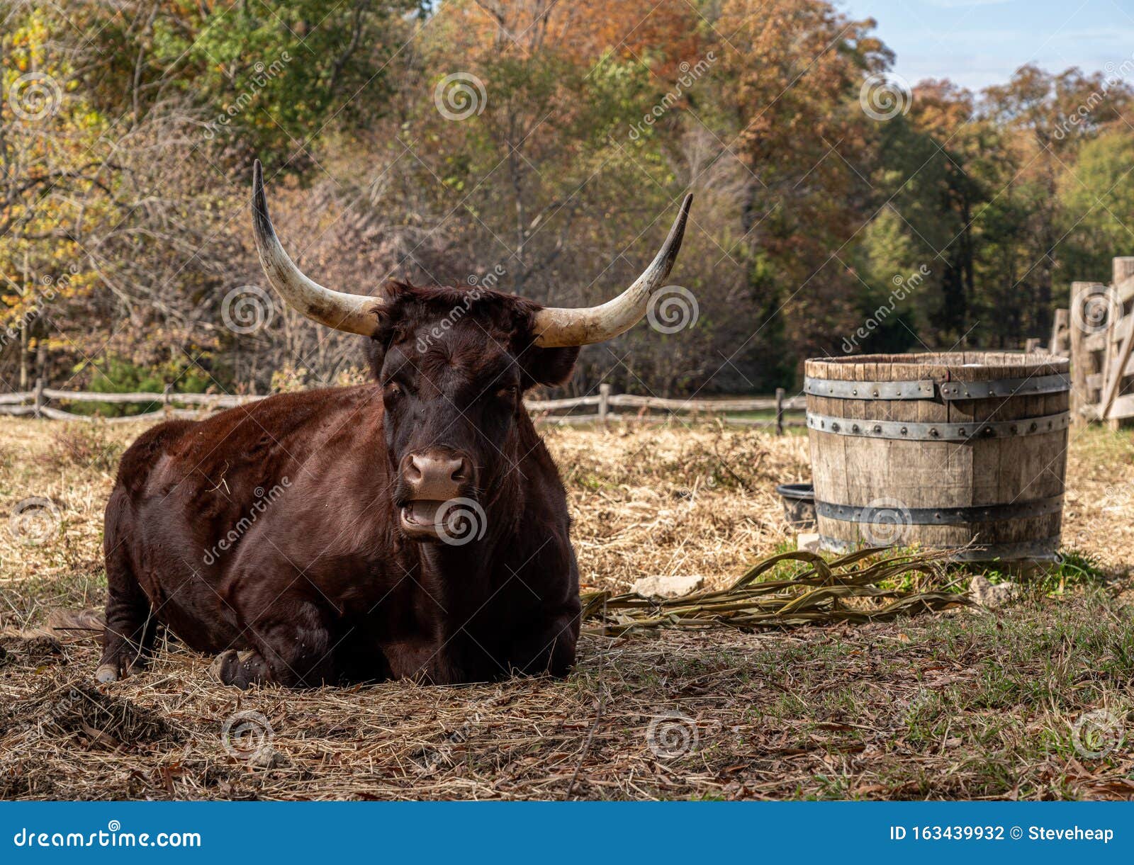 Red Devon Cow Resting in a Field and Staring at the Camera Stock Photo ...