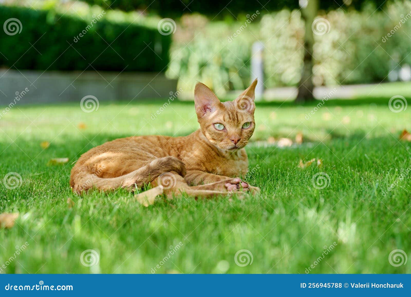 Red Devon Rex Cat Lying on the Green Grass Stock Photo - Image of ears ...