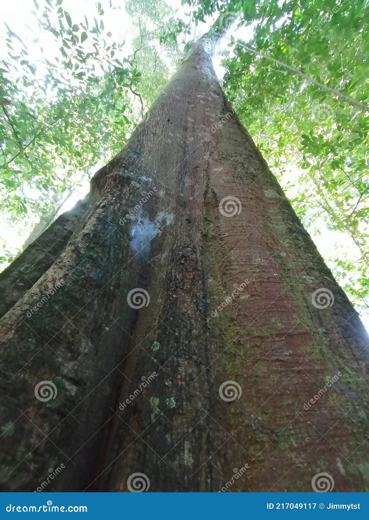Red Dhup tree stock image. Image of native, woods, plant - 217049117