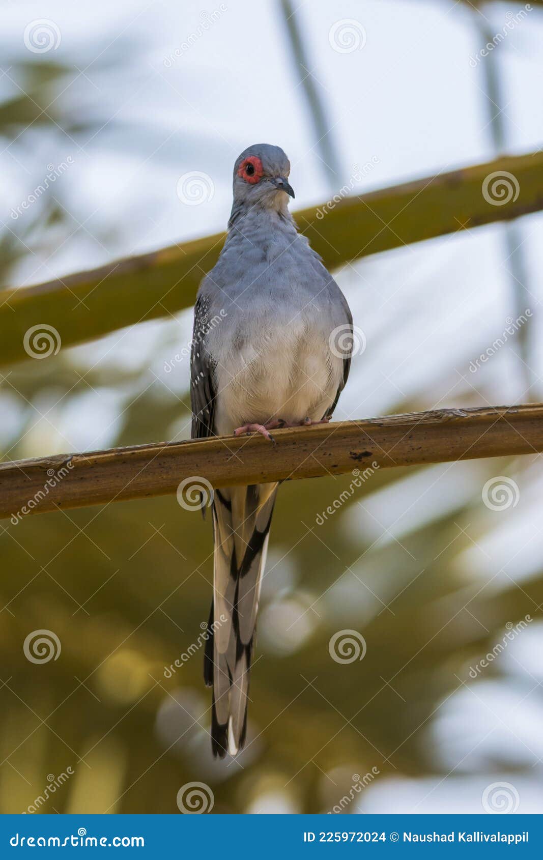 Red diamond dove stock photo. Image of bill, color, hand - 225972024