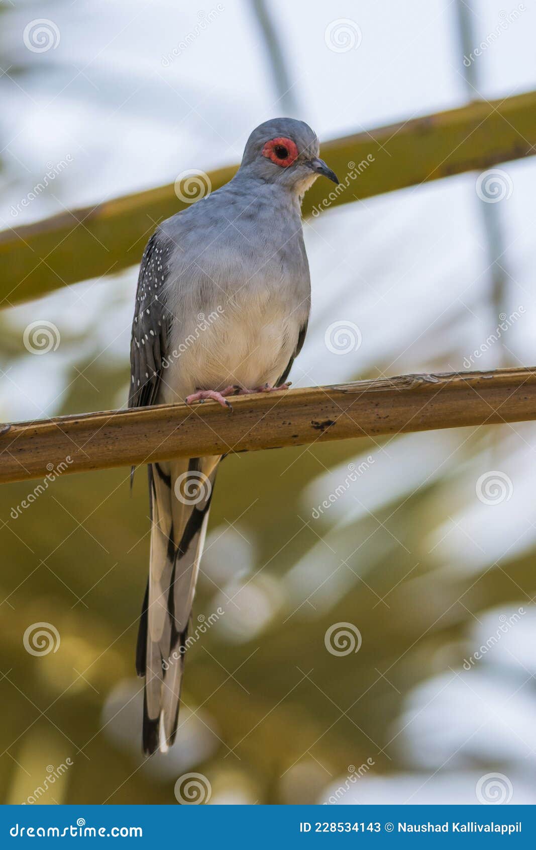Red diamond dove stock image. Image of feather, color - 228534143