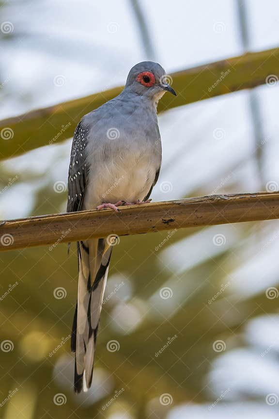 Red diamond dove stock image. Image of feather, color - 228534143