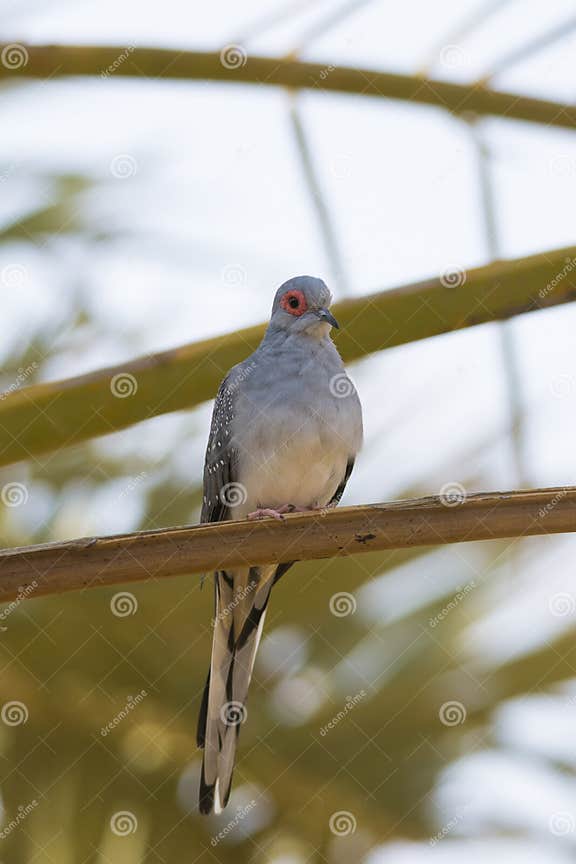 Red diamond dove stock image. Image of decoration, portrait - 228534157