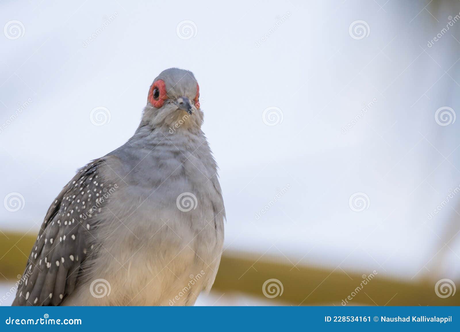 Red diamond dove stock image. Image of bird, pigeon - 228534161