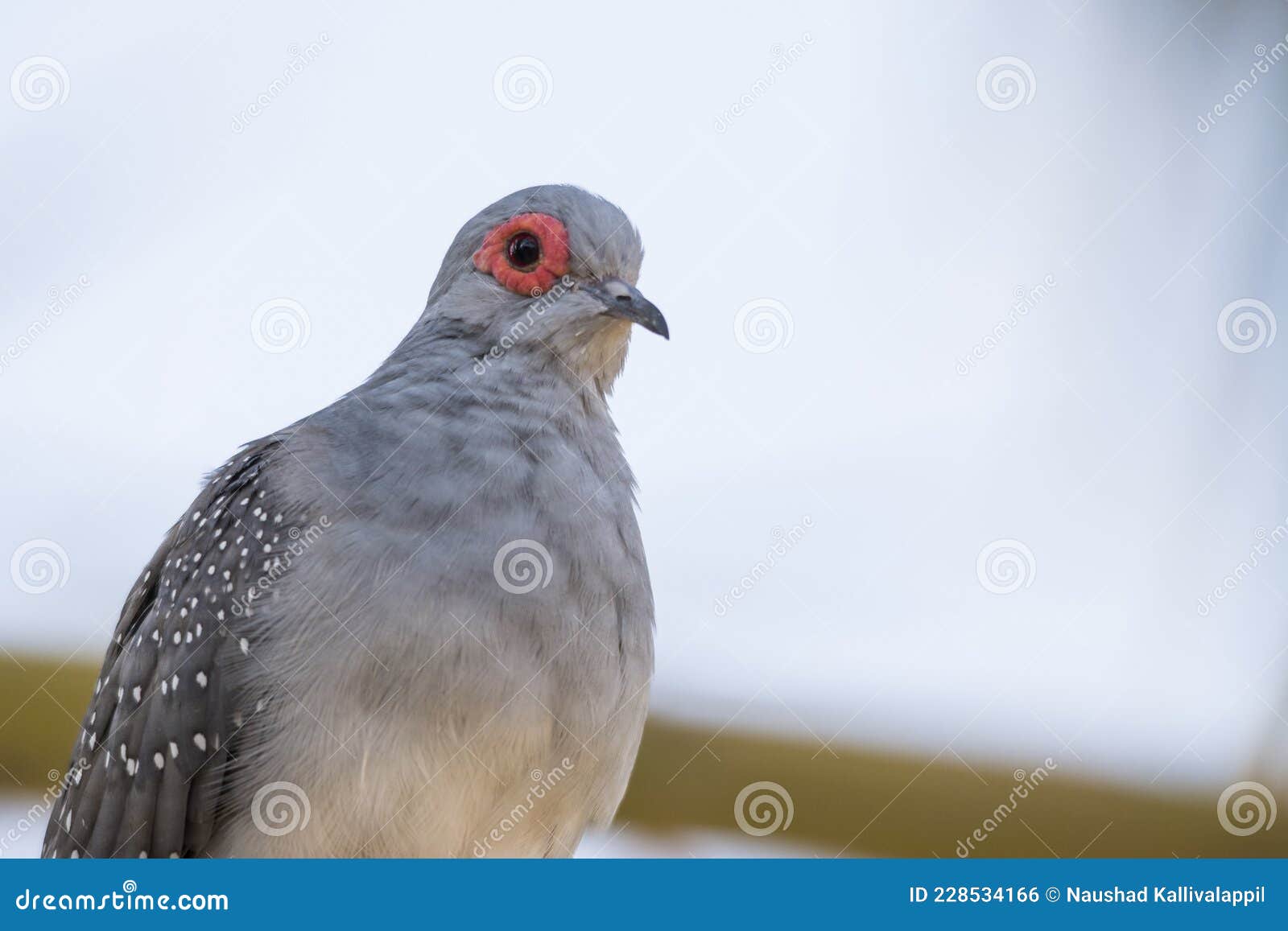 Red diamond dove stock photo. Image of branch, doves - 228534166