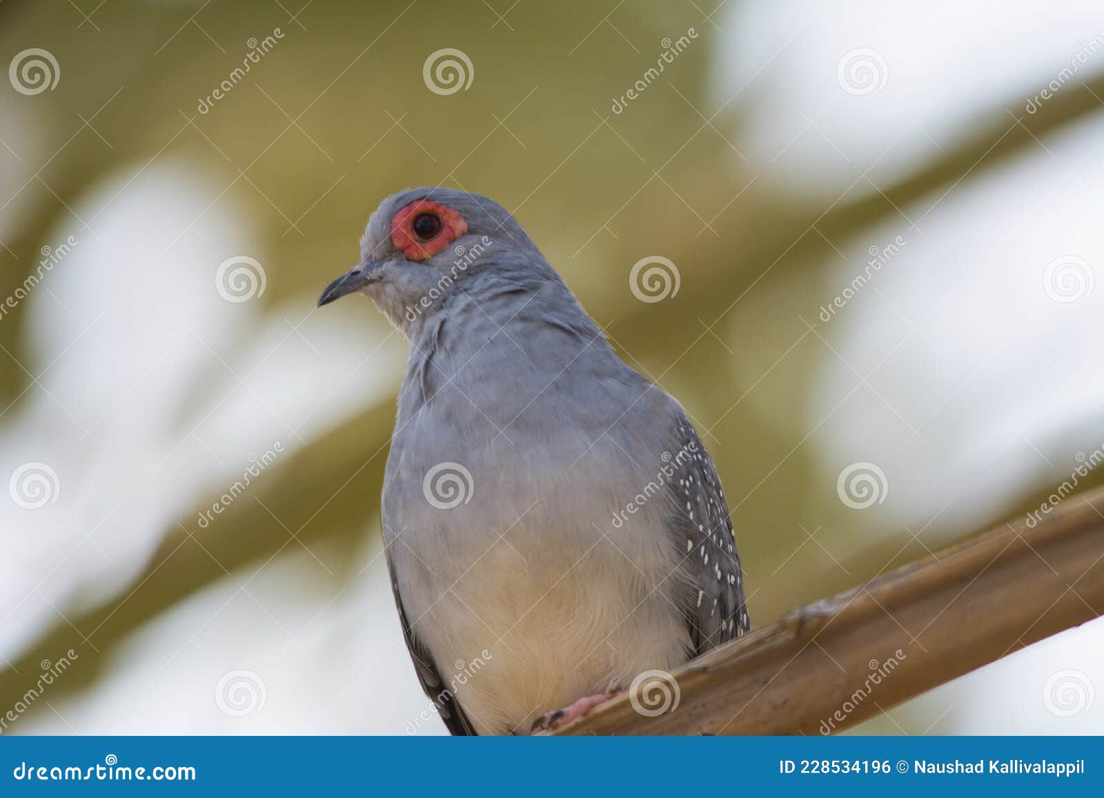 Red diamond dove stock photo. Image of beautiful, design - 228534196