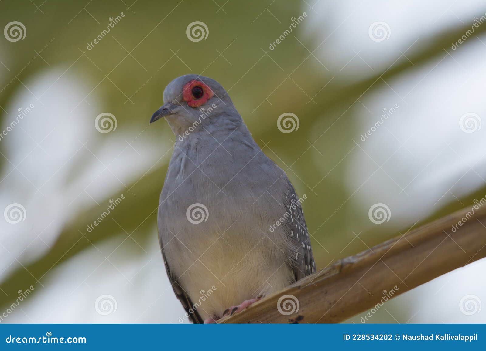 Red diamond dove stock photo. Image of green, diamond - 228534202