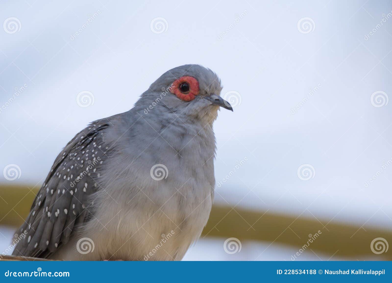 Red diamond dove stock photo. Image of birding, grey - 228534188