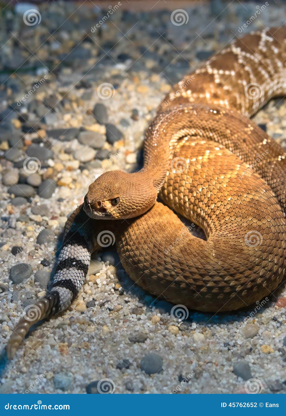 Red Diamond Rattlesnake stock photo. Image of species - 45762652