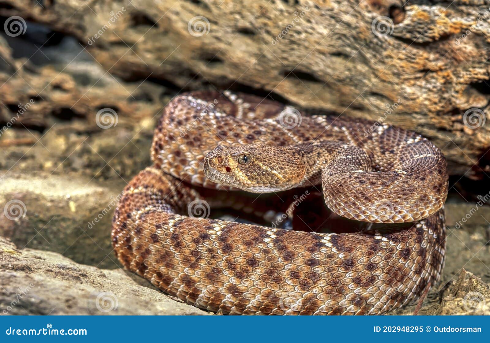 Red diamond rattlesnake stock image. Image of crotalus - 202948295