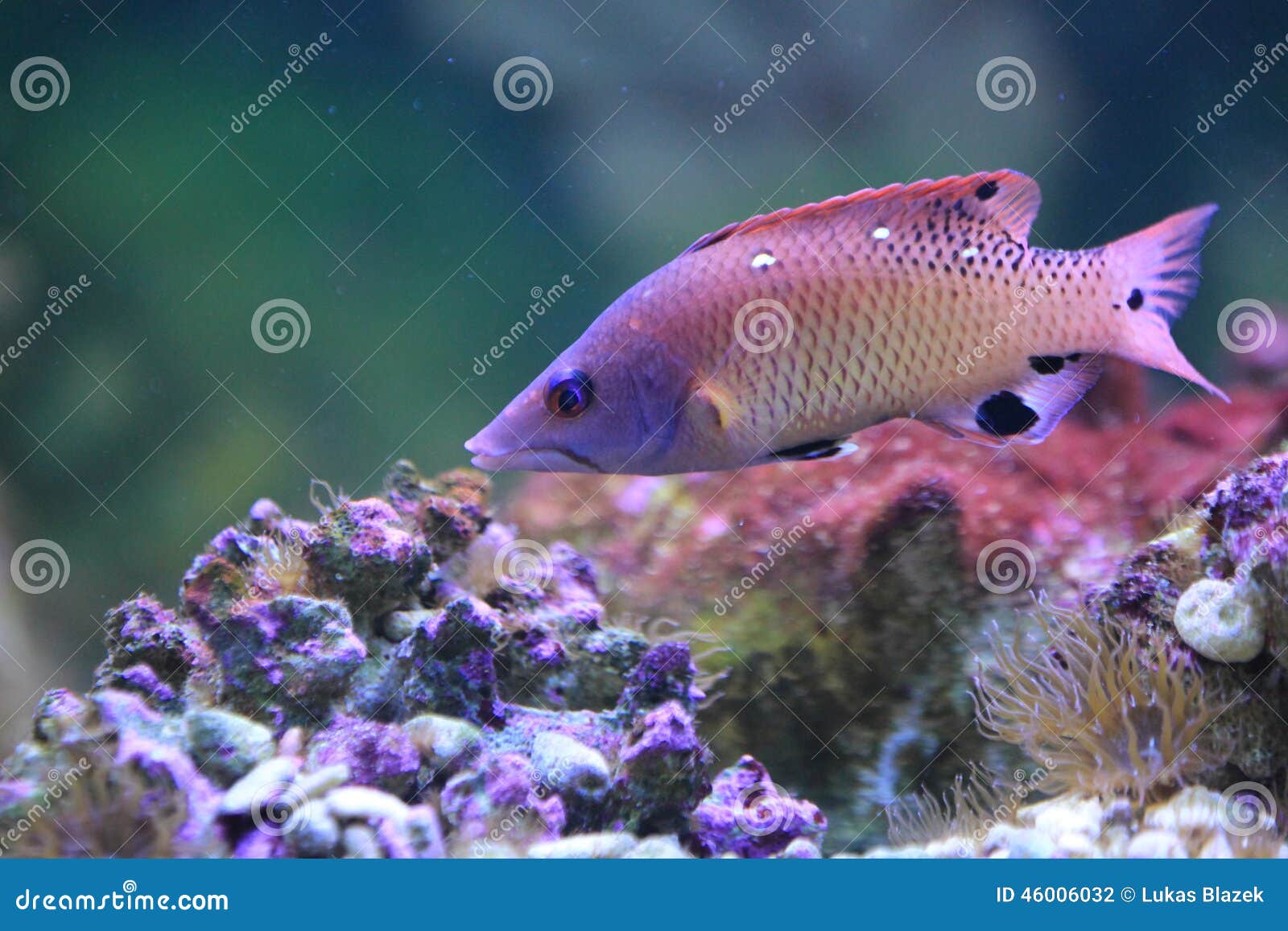 Red diana hogfish stock photo. Image of spotted, reddish - 46006032