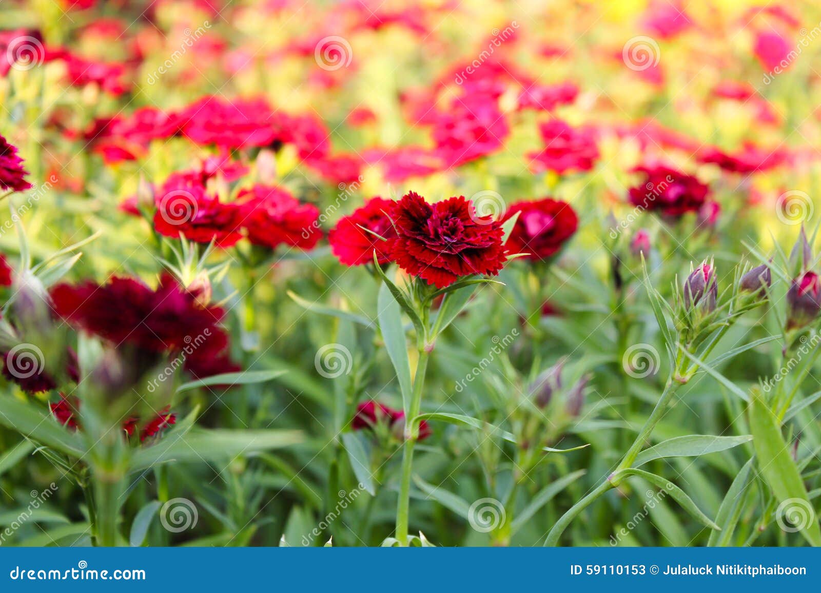 Red Dianthus stock image. Image of floral, flora, flower - 59110153