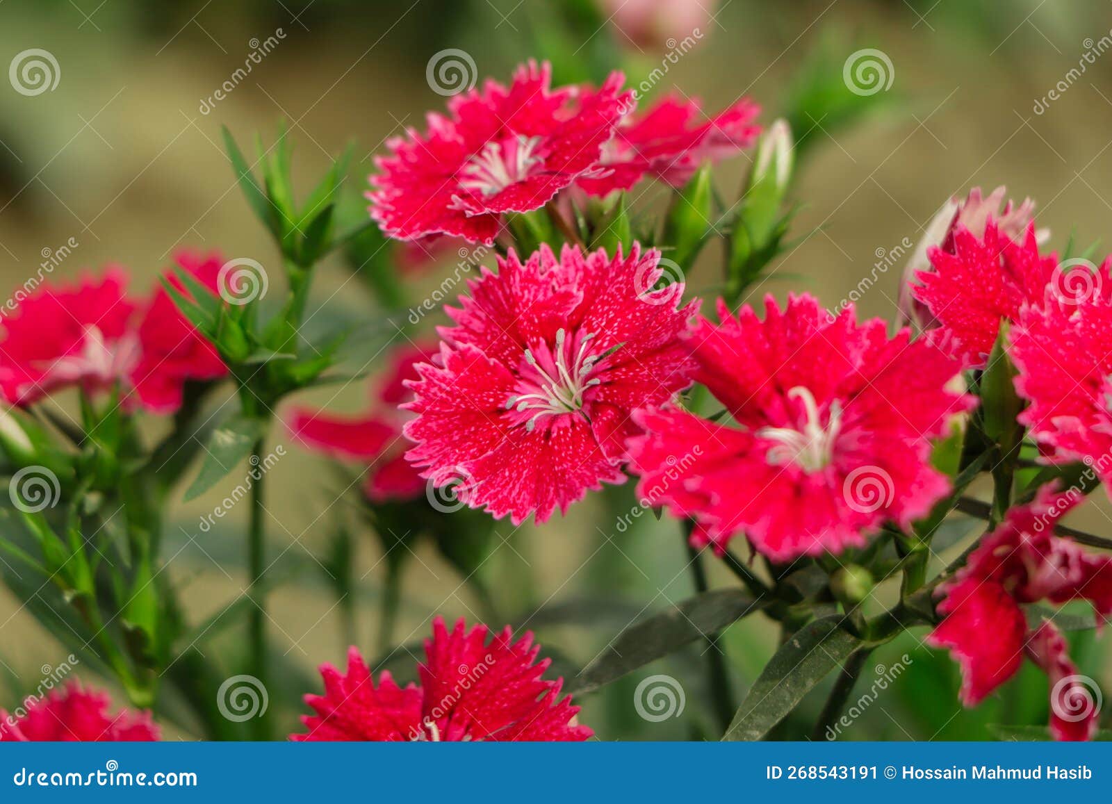 Red Dianthus Flower Blooming in Garden Stock Image - Image of floral ...