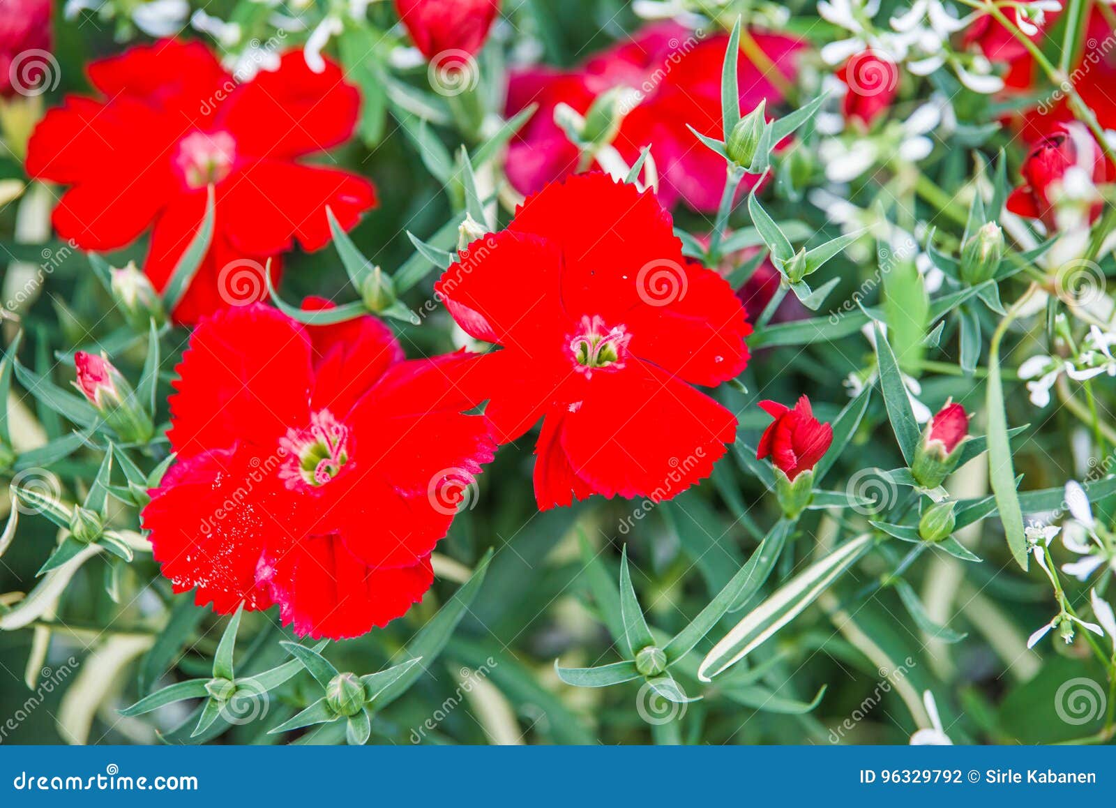 Red dianthus flower stock photo. Image of flower, beautiful - 96329792