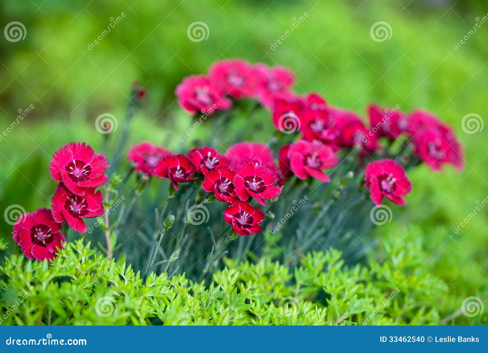 Red Dianthus Flowers stock photo. Image of depth, shallow - 33462540
