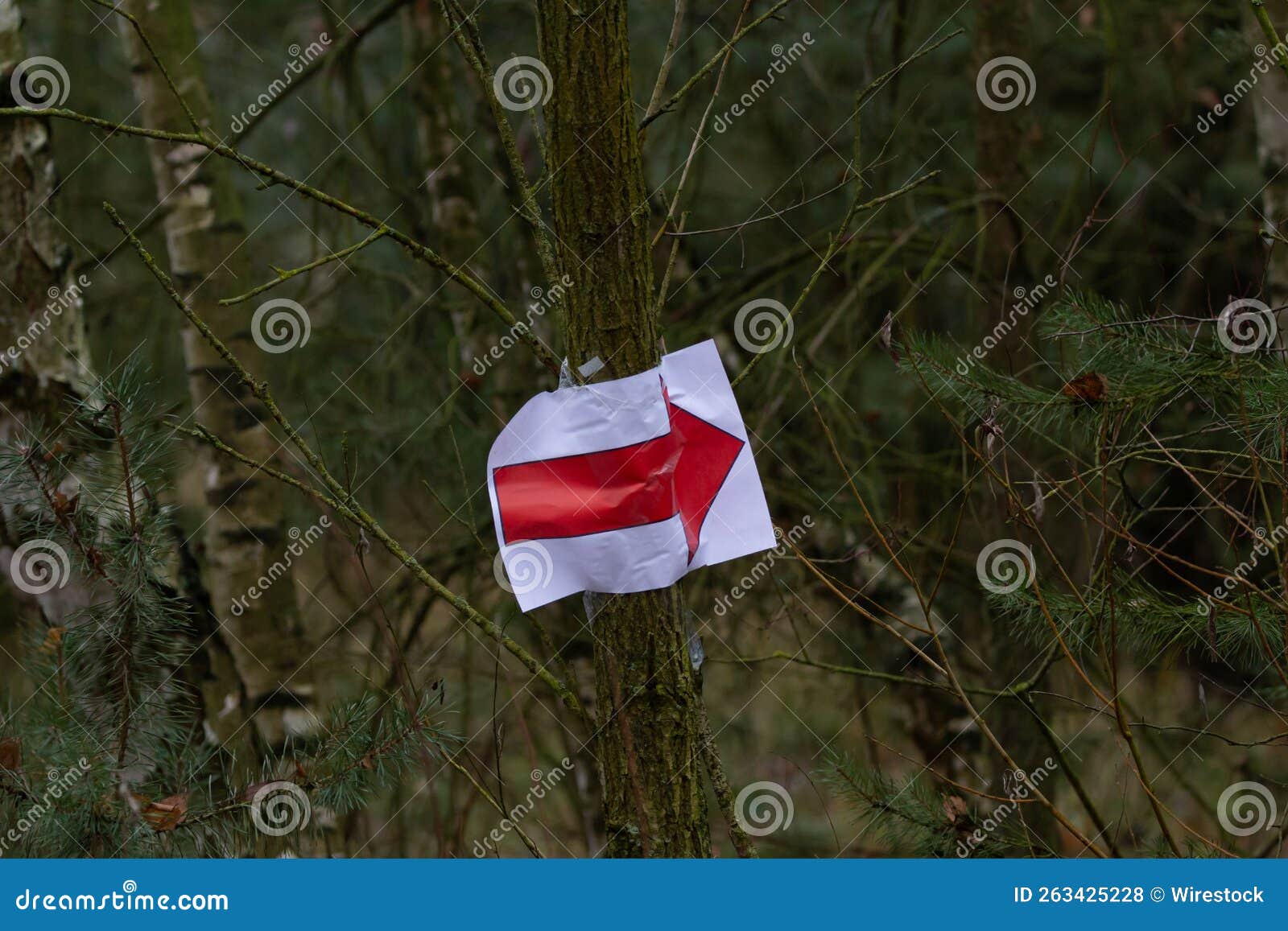 Red Direction Arrow on the Narrow Tree Showing Direction Stock Photo ...