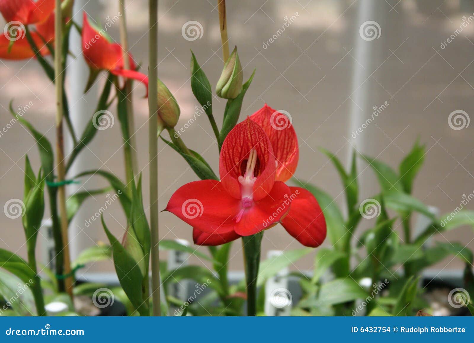 Red disa orchid stock photo. Image of bivalvata, cape - 6432754