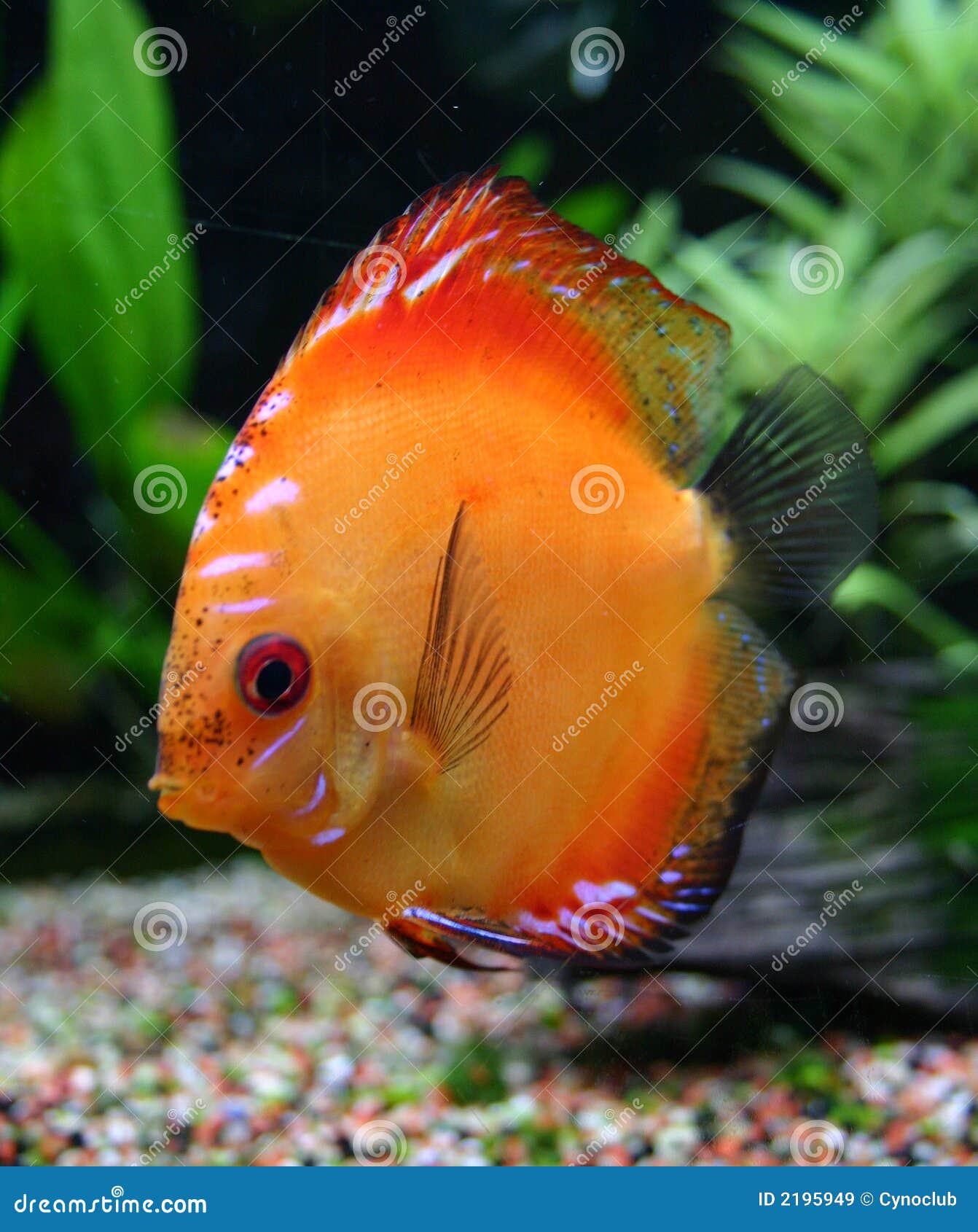 Red discus stock image. Image of yellow, blue, decorative - 2195949